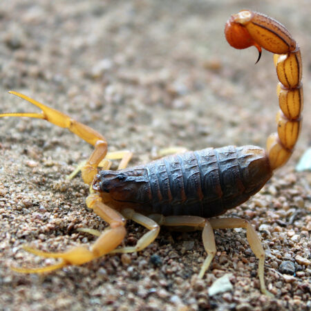 Alacrán – Grinser México